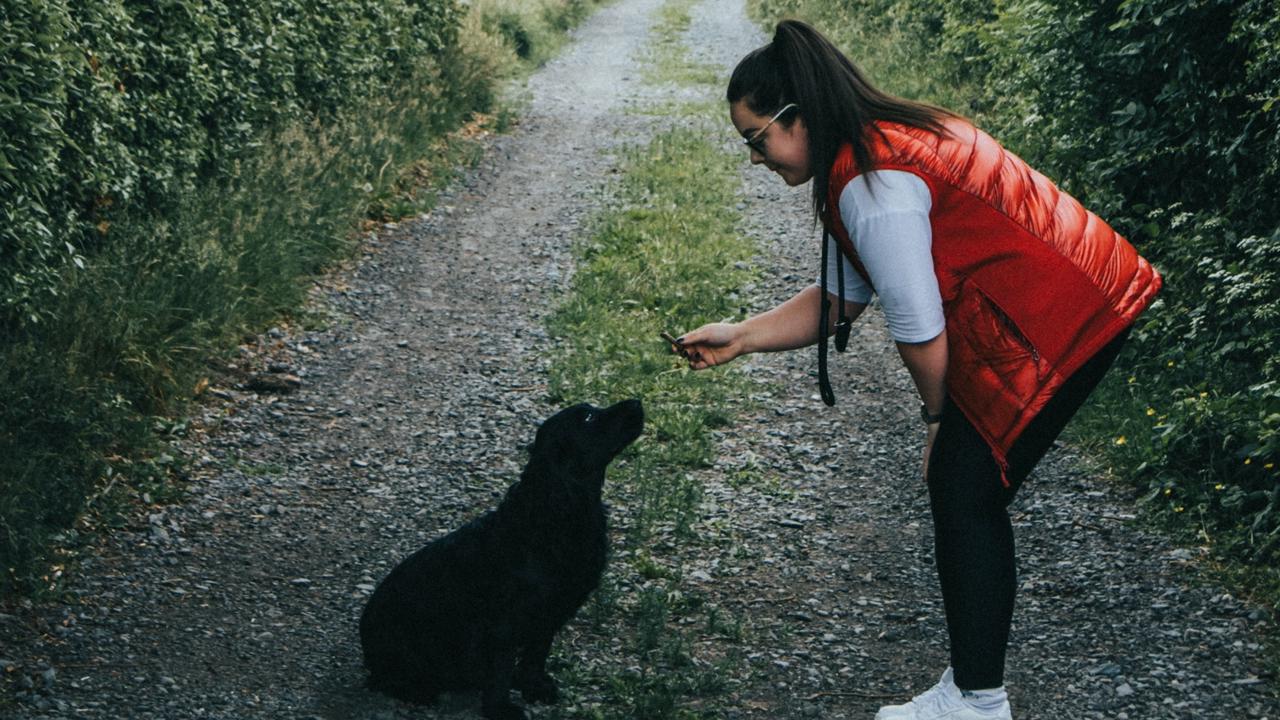 Aj starého psa viete veľa naučiť: 9 rád, ako na to Aj starého psa viete veľa naučiť: 9 rád, ako na to